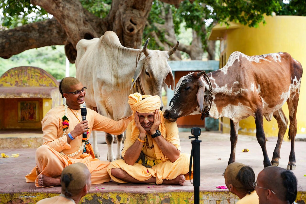 Cow Protection | patridas.me